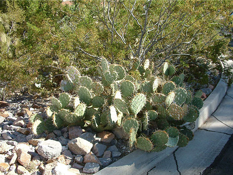 Find plants - Grizzly Bear Prickly Pear